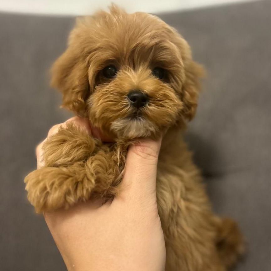 Мальтипу, щенок