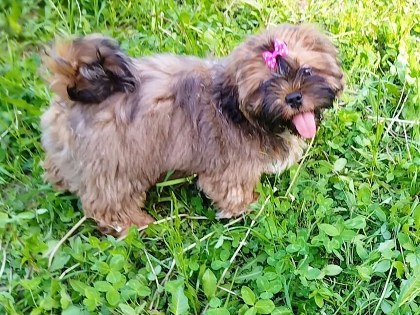 Яркие бусинки ши-тцу