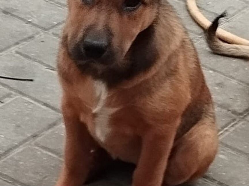 Спасите малышку от усыпления