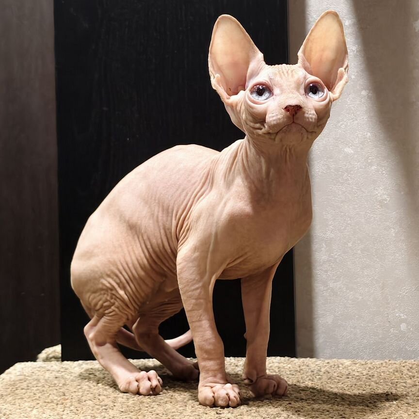 Канадский сфинкс котёнок