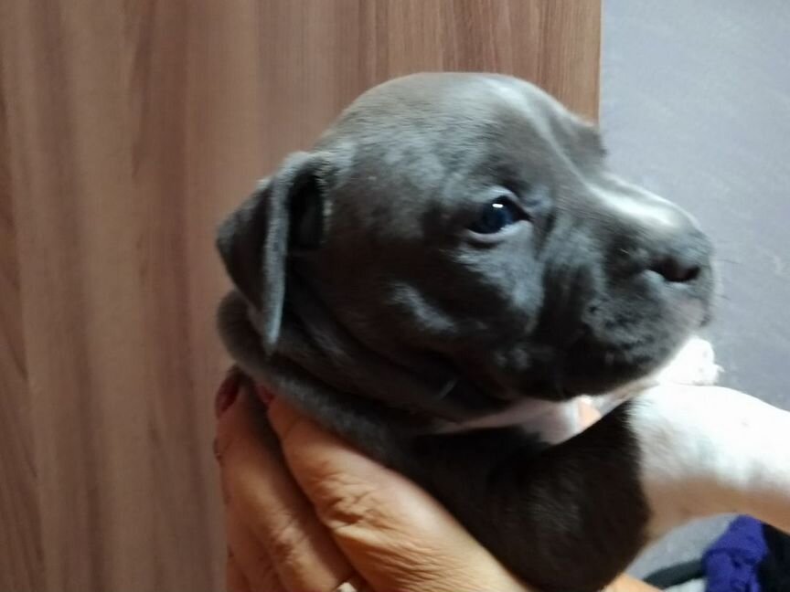 Собака амстафф