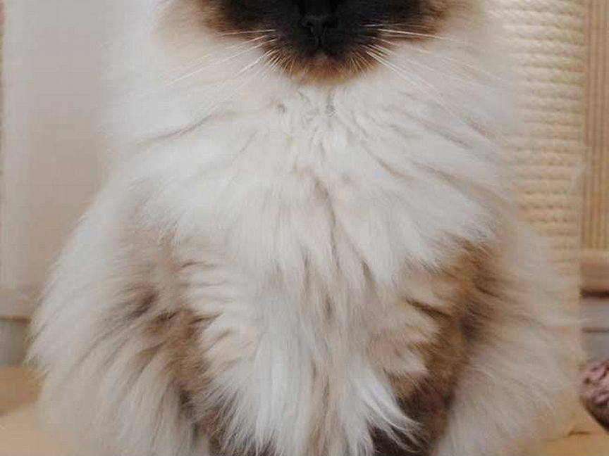 Котята рэгдолл