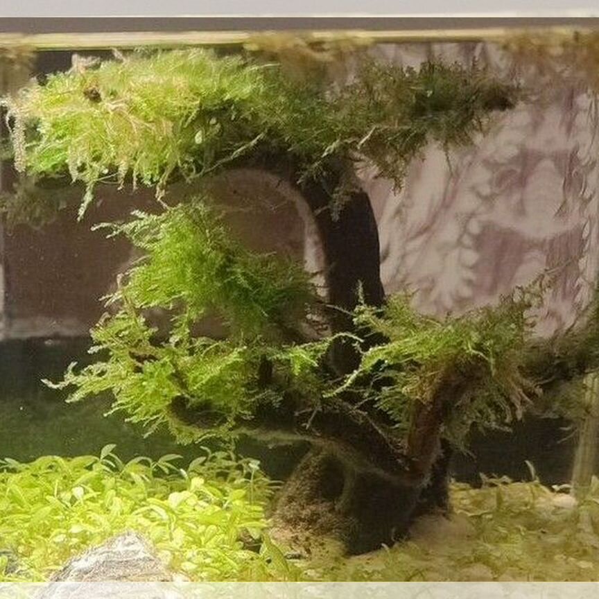 Коряга со мхом для аквариума