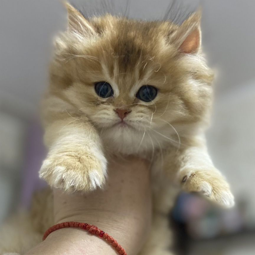 Британская кошечка ny 12 Санта