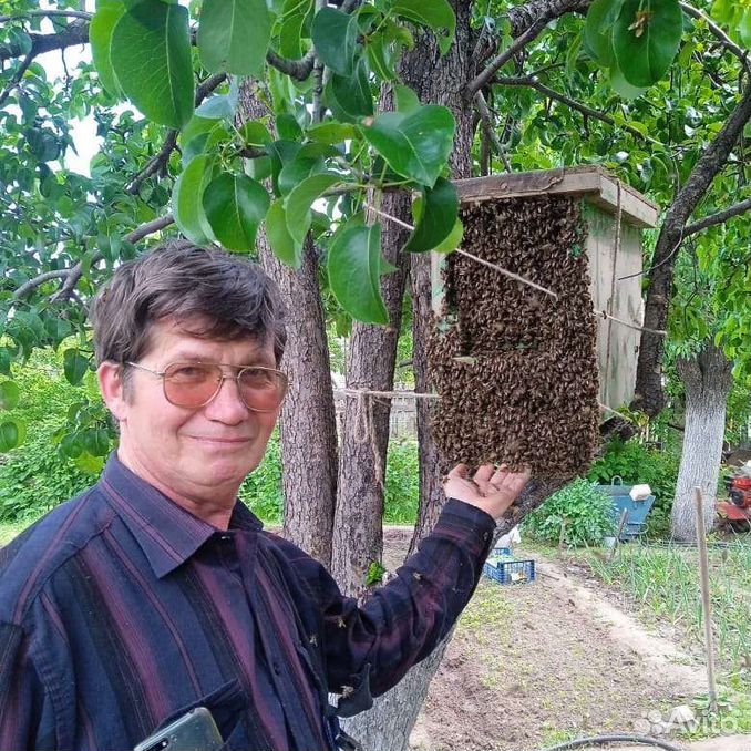 Продам пчелосемьи