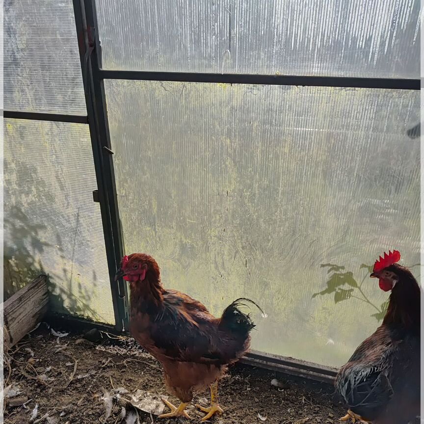 Молодые петухи