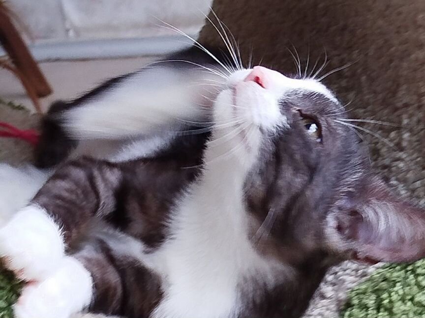 Котенок необыкновенно красивый