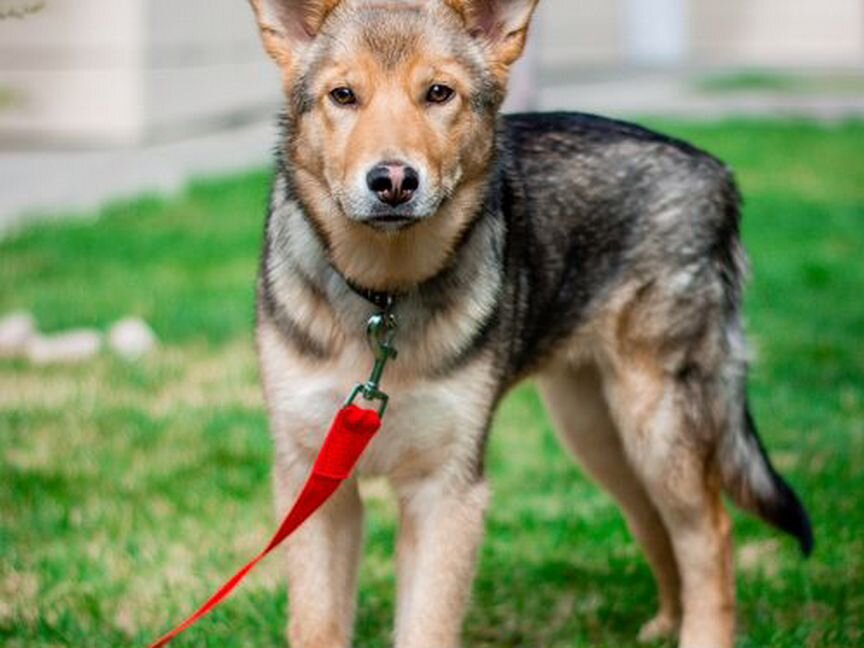 Флай ищет дом