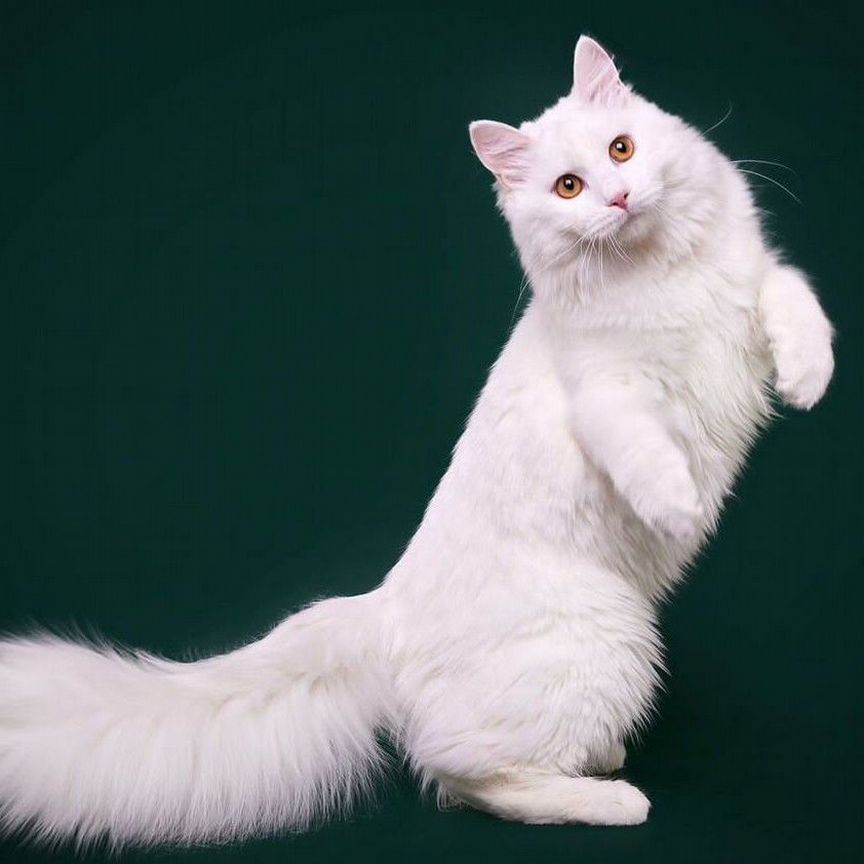 Белоснежный сибирский мальчик - зайчик