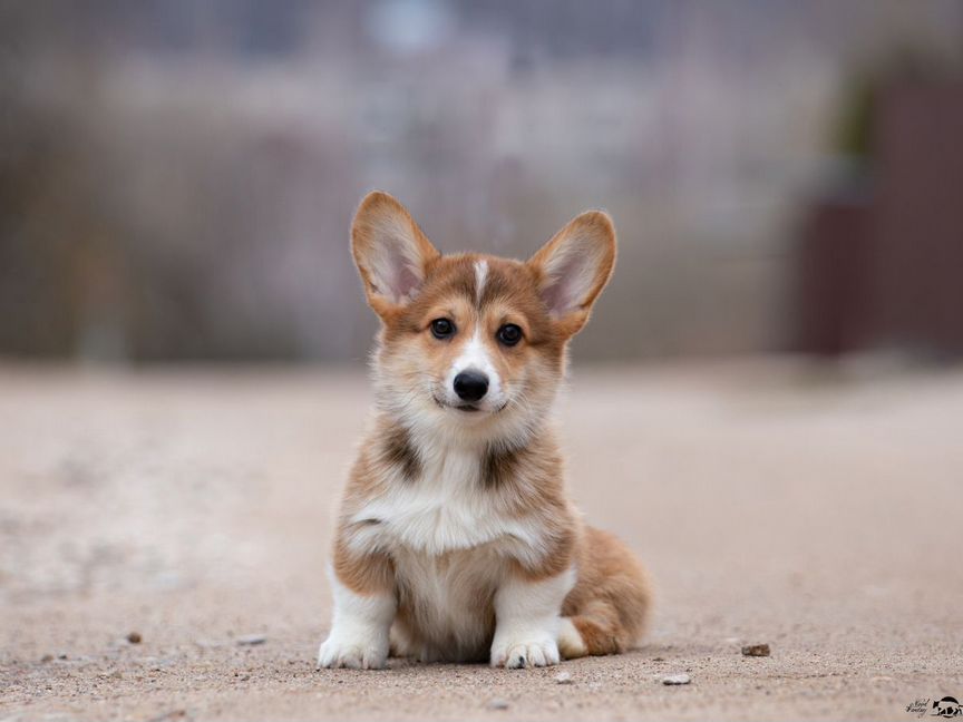 Щенки вельш-корги пемброк