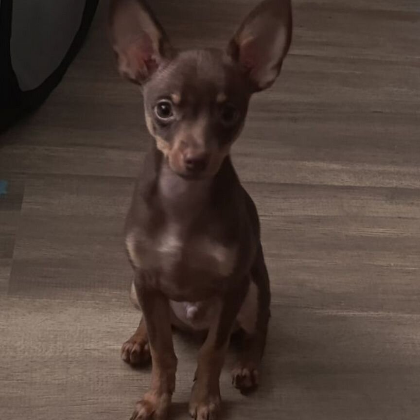 Русский той-терьер, щенок