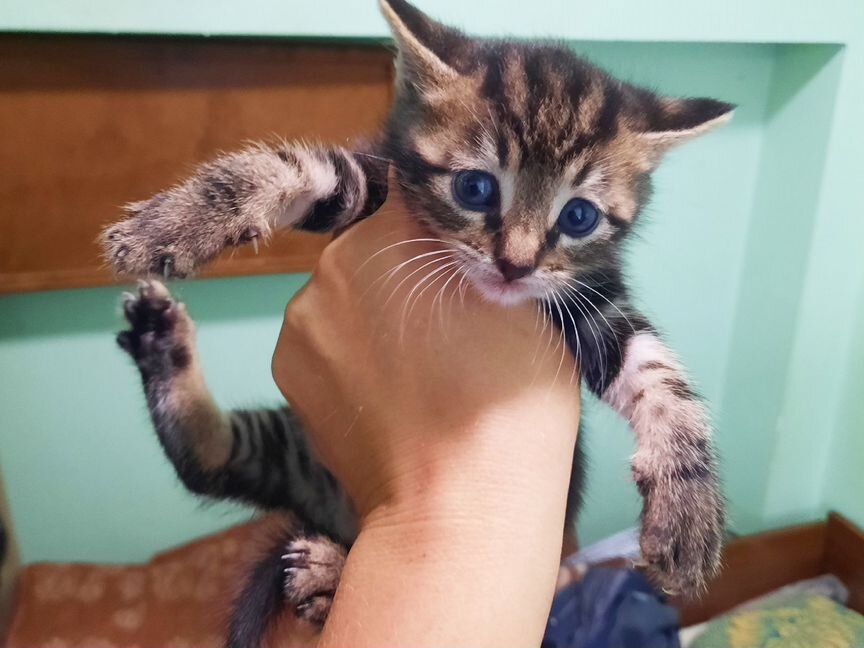 Котёнок Тигруля 1 месяц