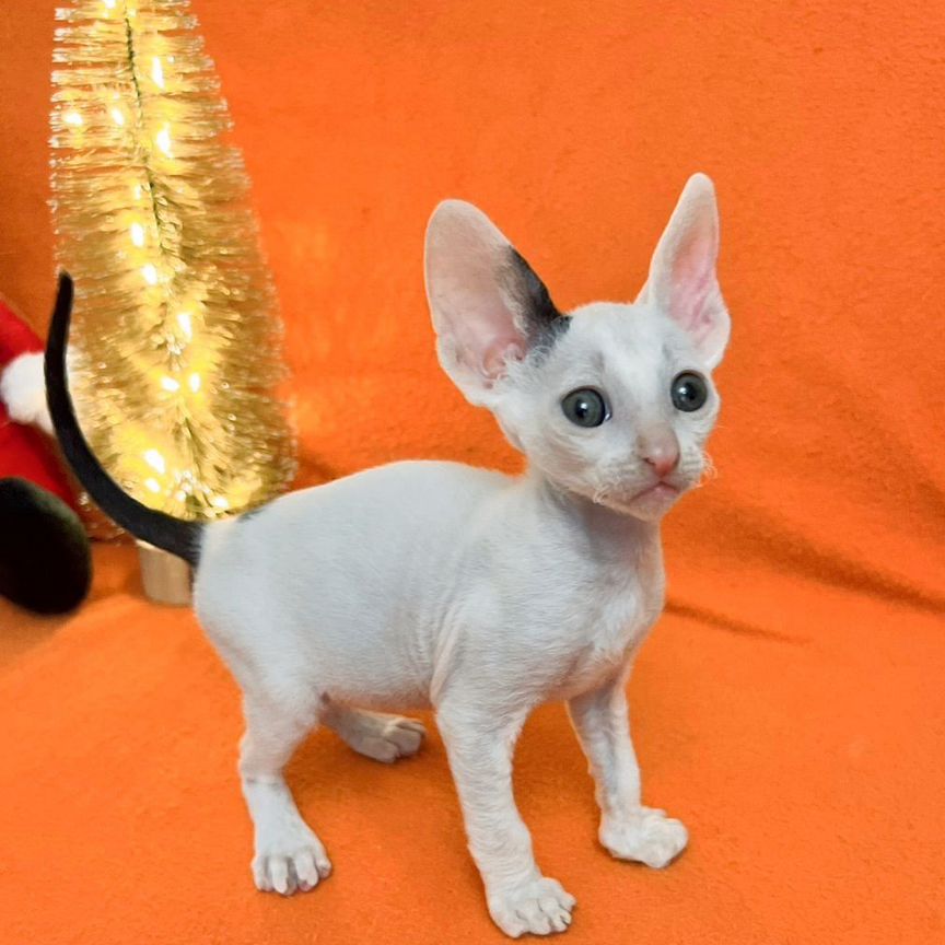 Котята из питомника