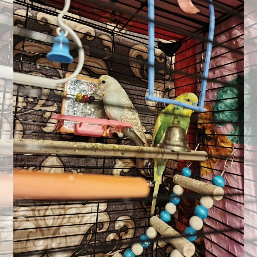 Волнистый попугай с клеткой