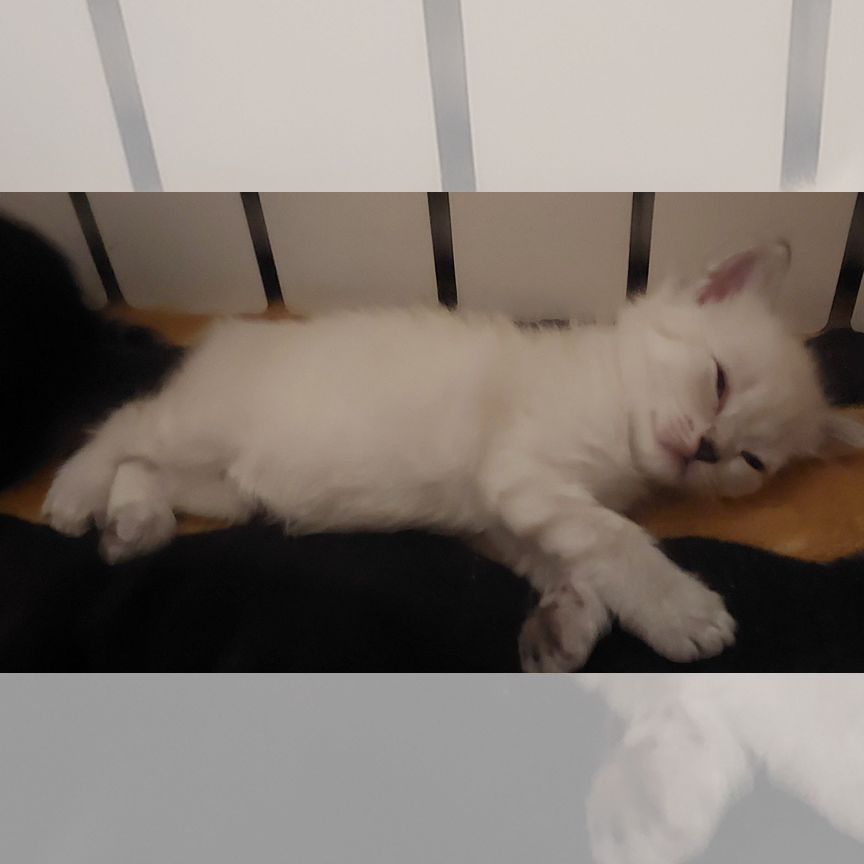 Шотландский вислоухий короткошёрстный котёнок