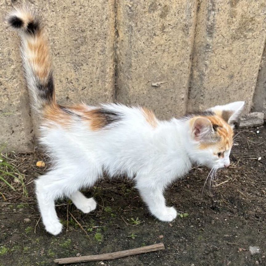 Котенок