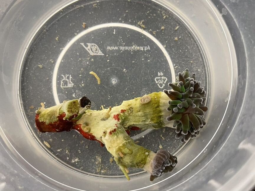 Морские кораллы