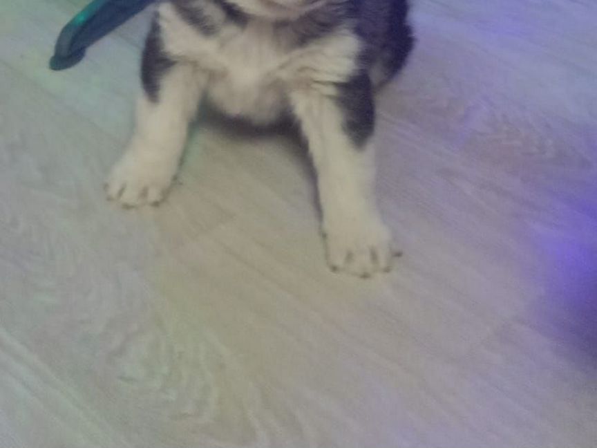 Щенки хаски