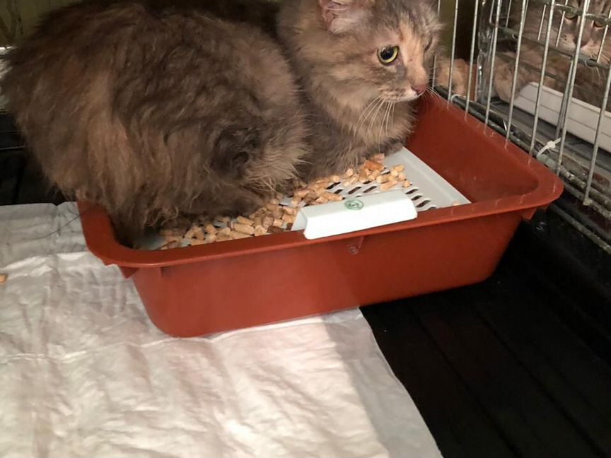 Через 5 дней ждёт снова улица