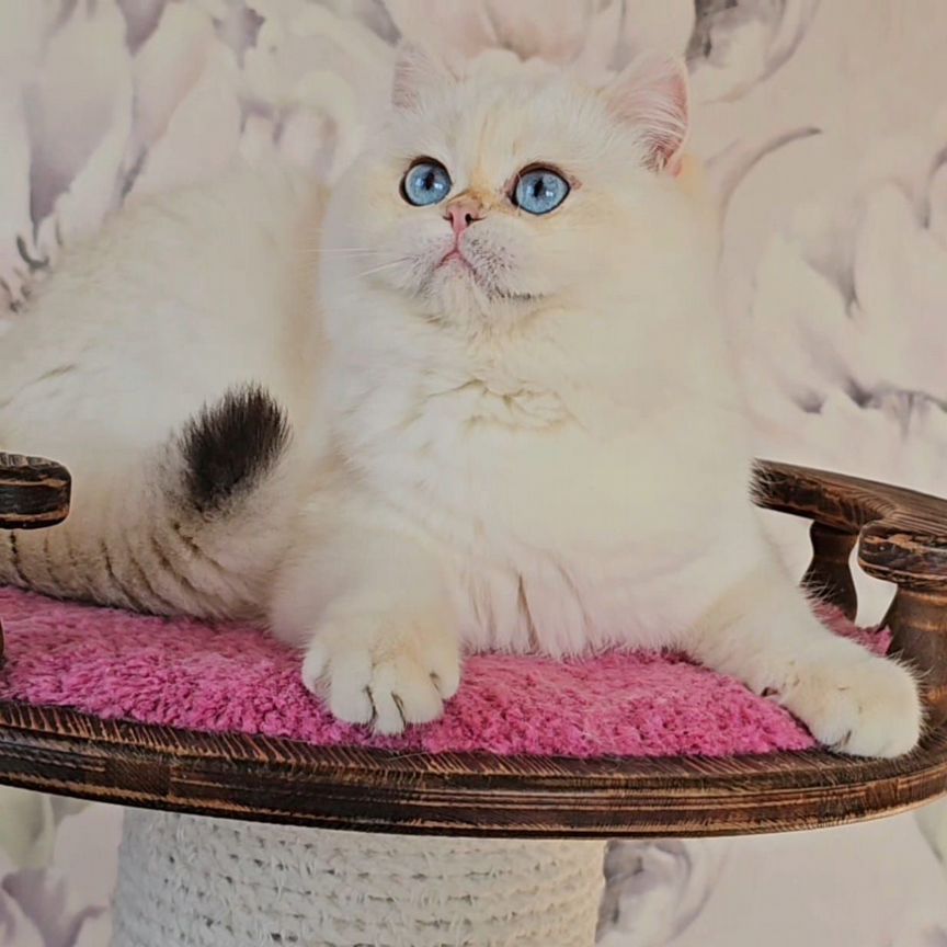 Котик золотая шиншилла пойнт в добрые руки