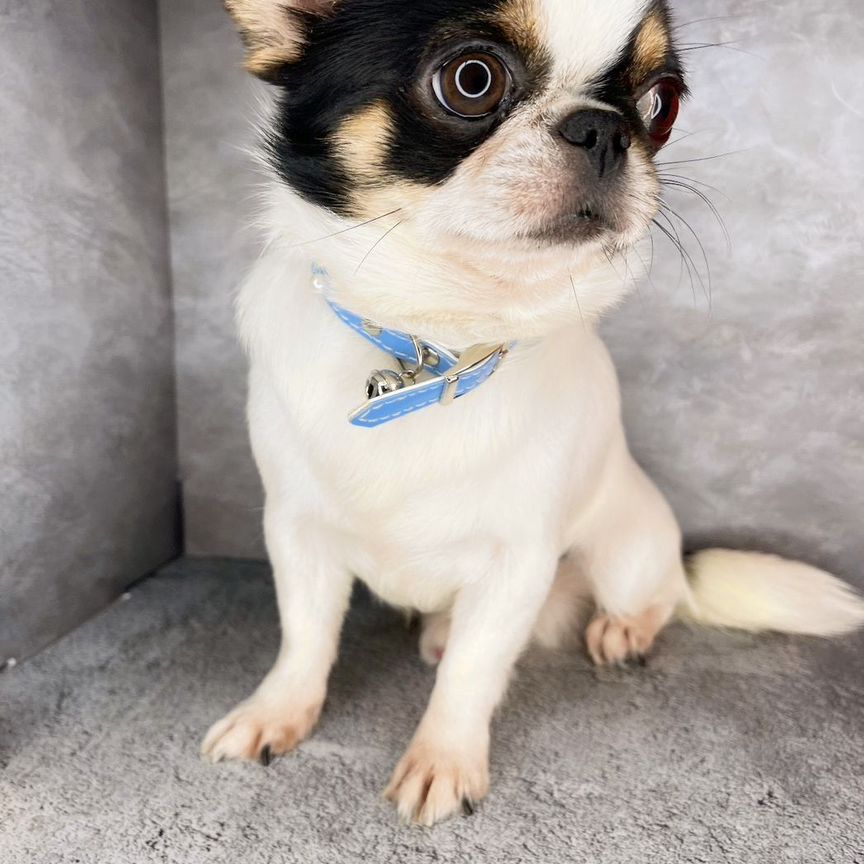 Мальчик чихуахуа в Экстремальном типе