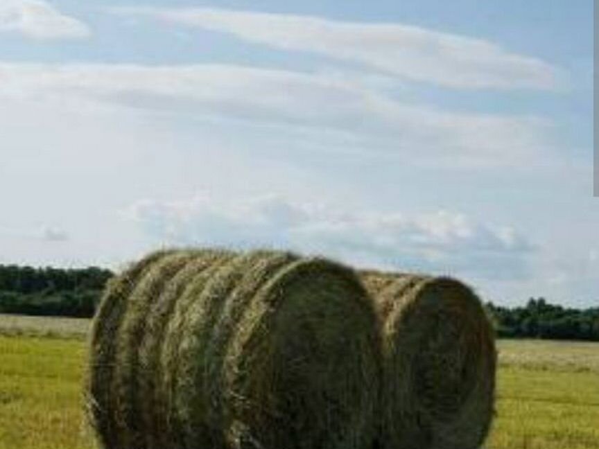Продам сено в рулонах 2023 года