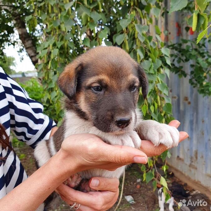Очень милый щеночек, 1 месяц, бесплатно