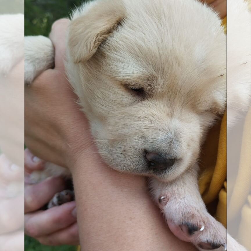 Щенки от маленькой собачки