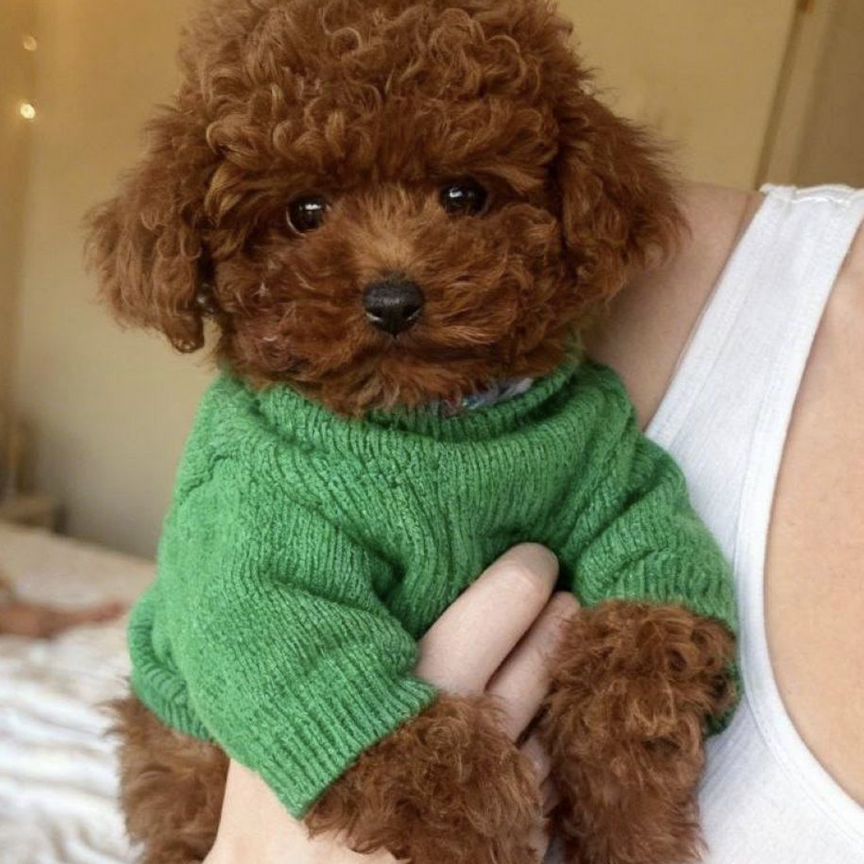 Той-пудель, щенок