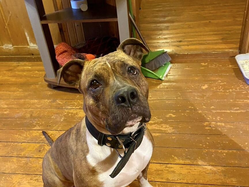 Стаффордширский терьер Шона в добрые руки