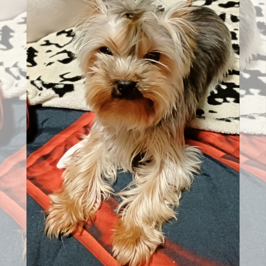 Йоркширский терьер, взрослая собака