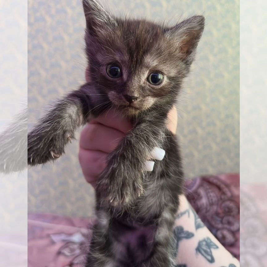 Котёнок в добрые руки