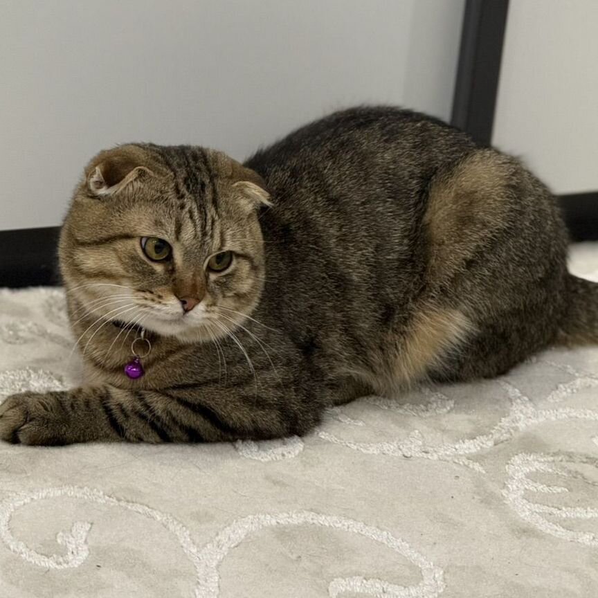 Шотландский вислоухий короткошёрстный кот, взрослый