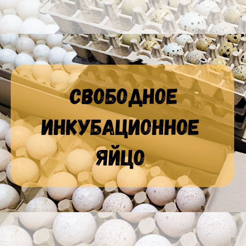 Яйца перепелиное инкубационное