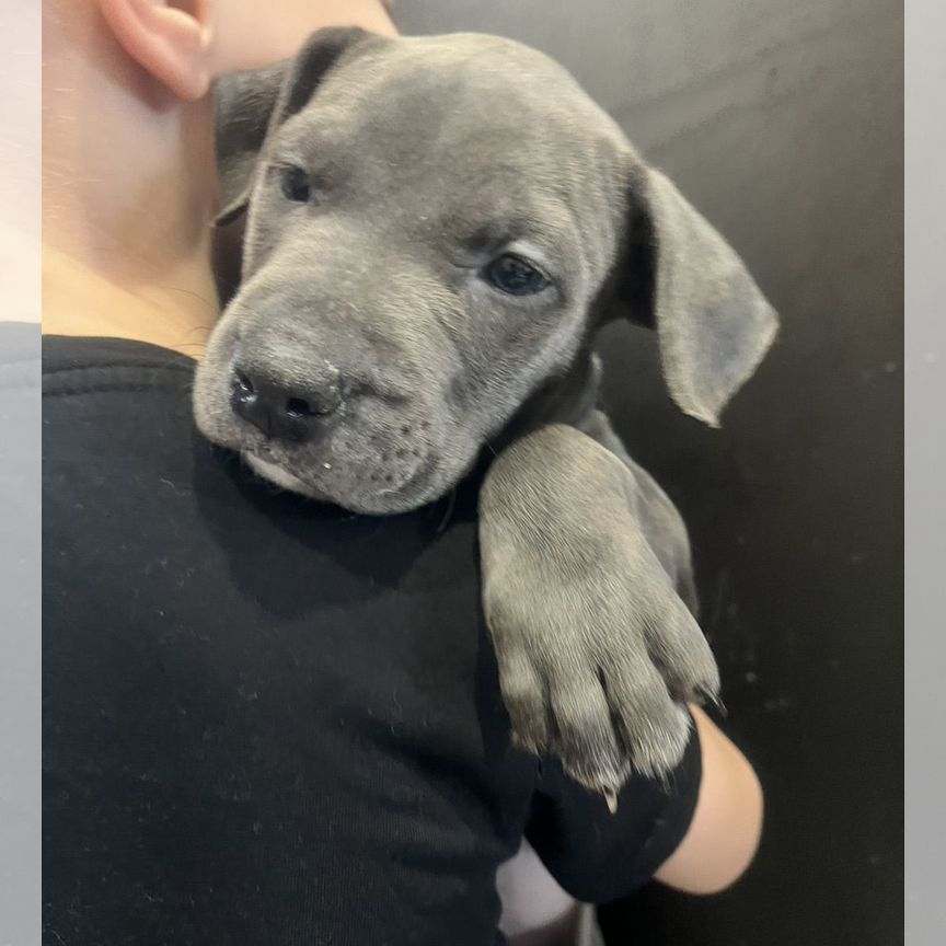 Американский питбультерьер, щенок