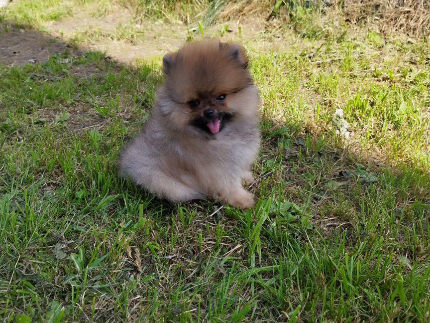 Померанский шпиц большой выбор щенков