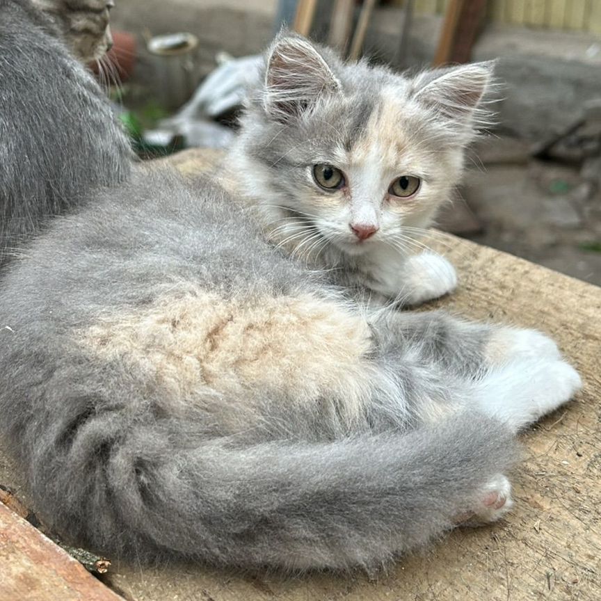 Кошка
