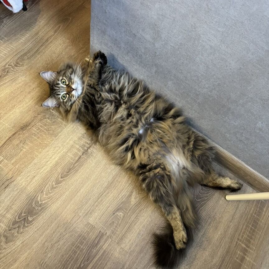 Отдам котика в добрые руки