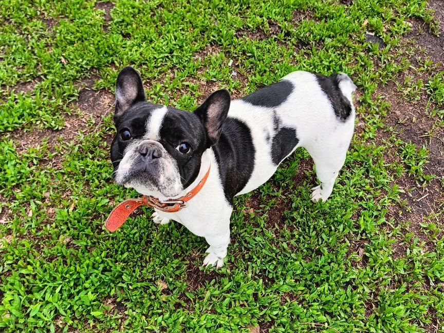 Нужен кобель для вязки