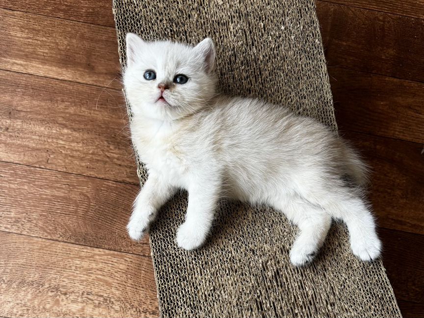 Британский котик шиншилла