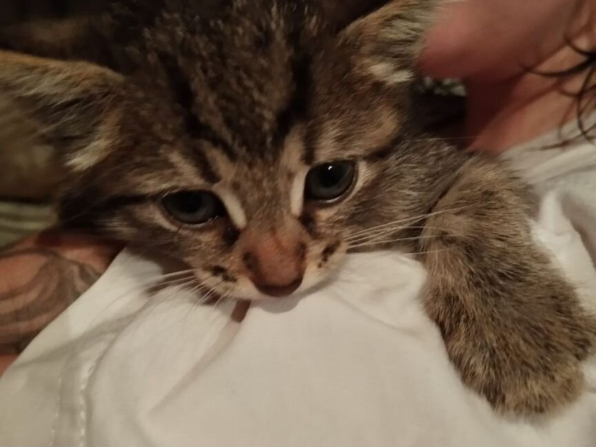 Несчастный котенок