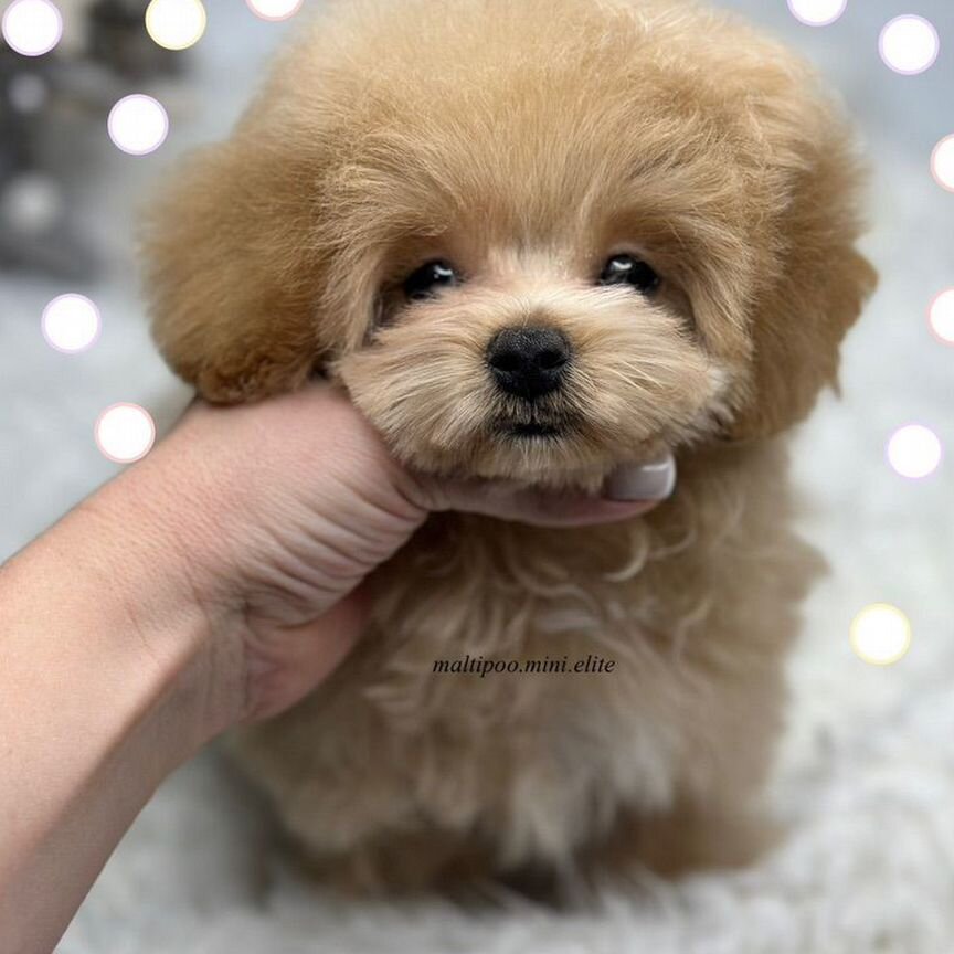 Мальтипу, щенок