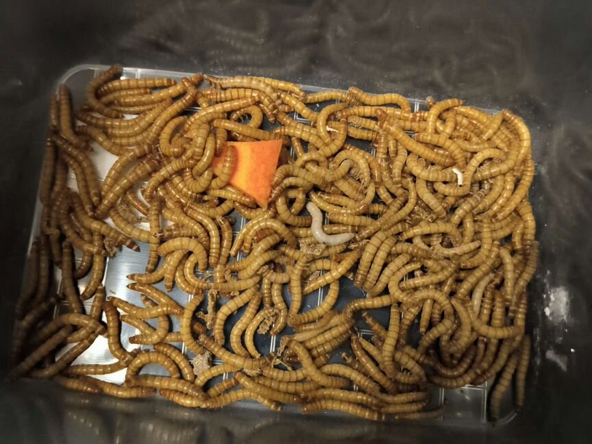 Мучной червь