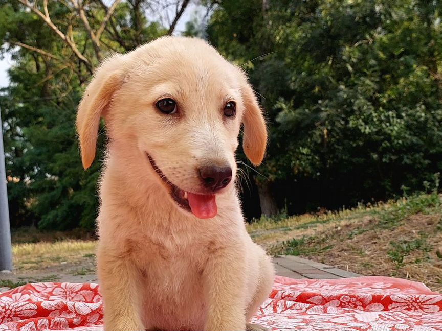 Щеночек Бэлла в добрые руки