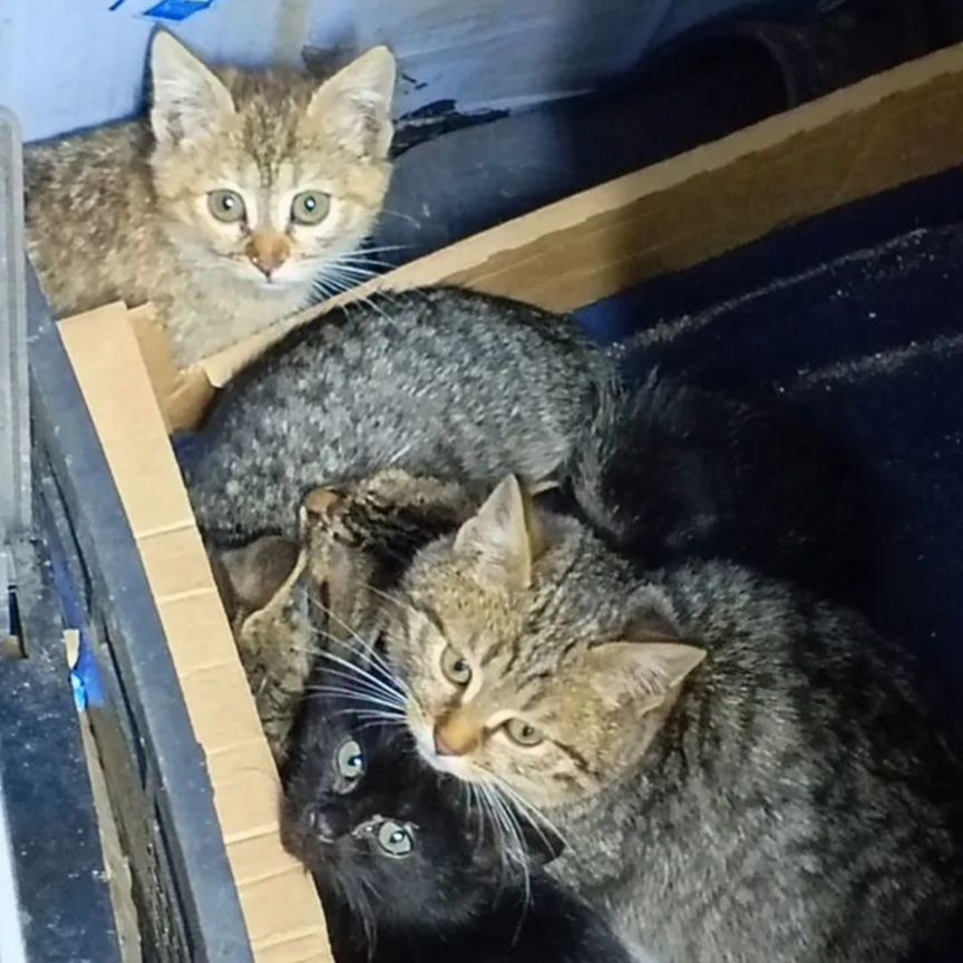 Котятки на улице