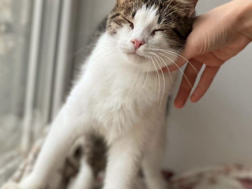 Котик Кайфуша в добрые руки