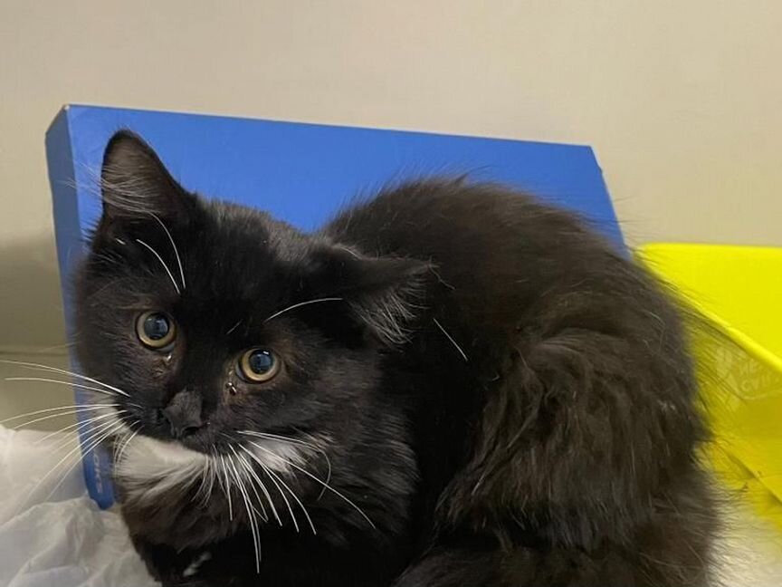 Котёнок, мальчик, в добрые руки