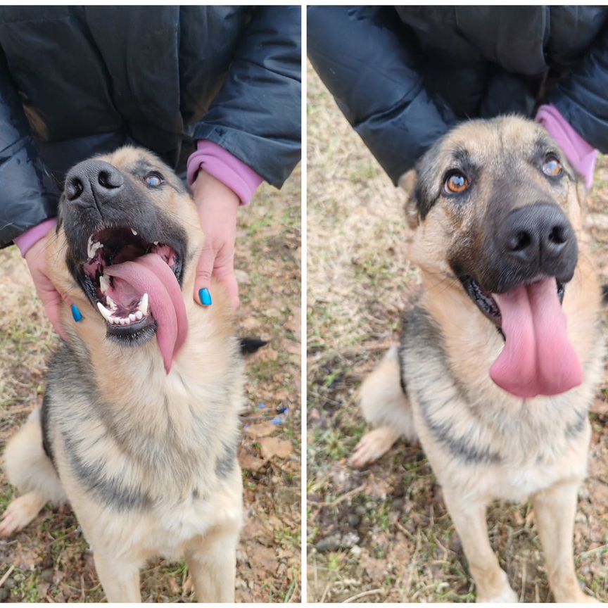 Немец ищет дом