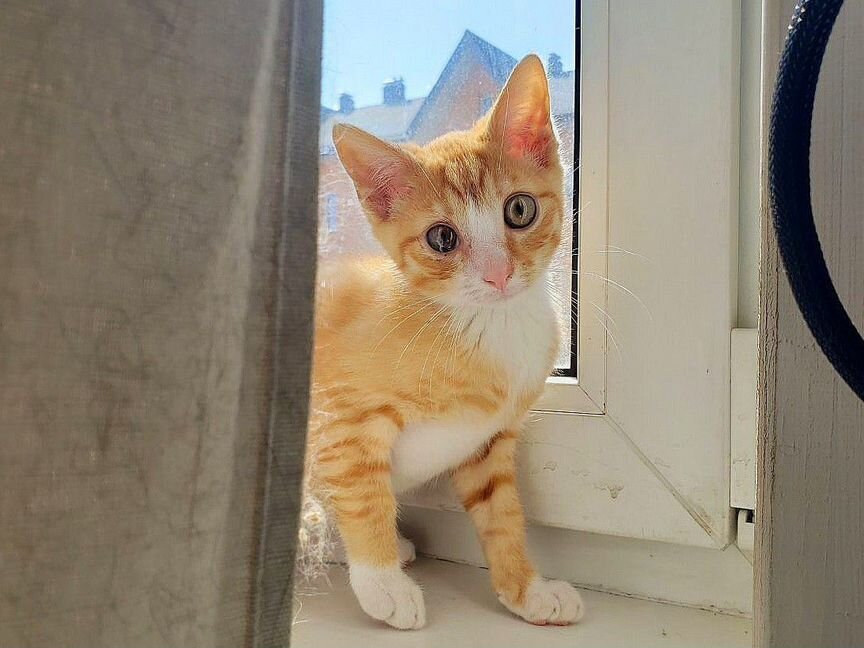 Котенок девочка солнышко. Никто не замечает