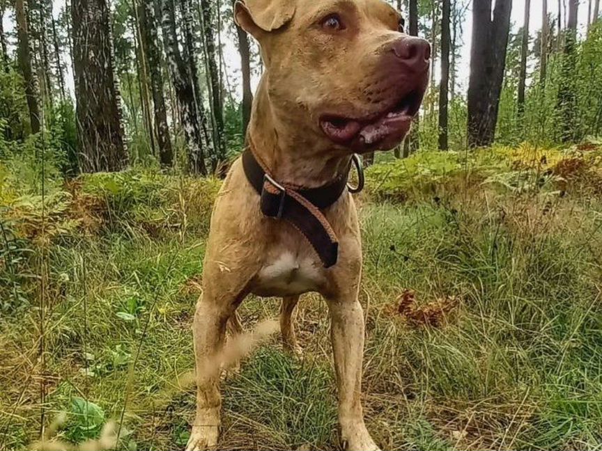 Щенки питбультерьера